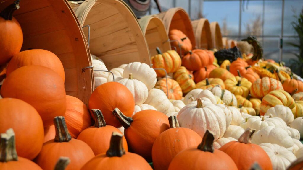 Florida Fall Festival Guide - Florida Smart