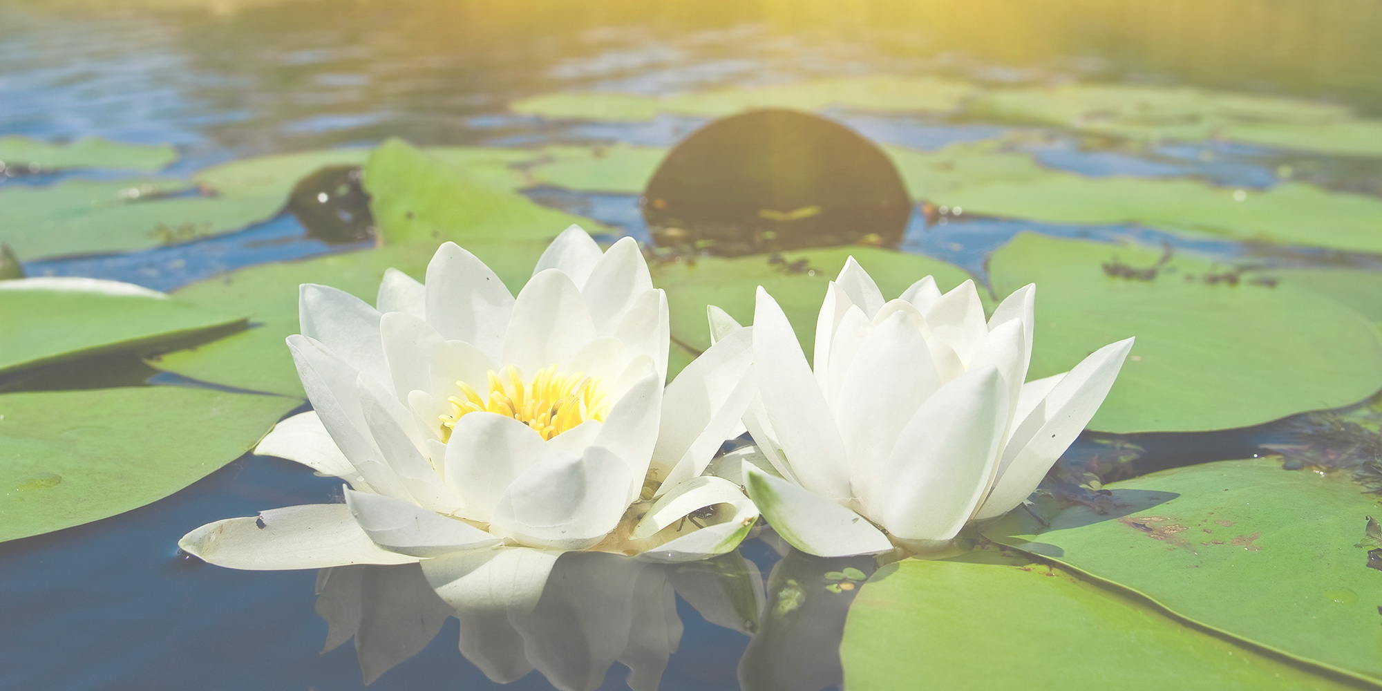 June Events and Festivals in Florida - Florida Smart