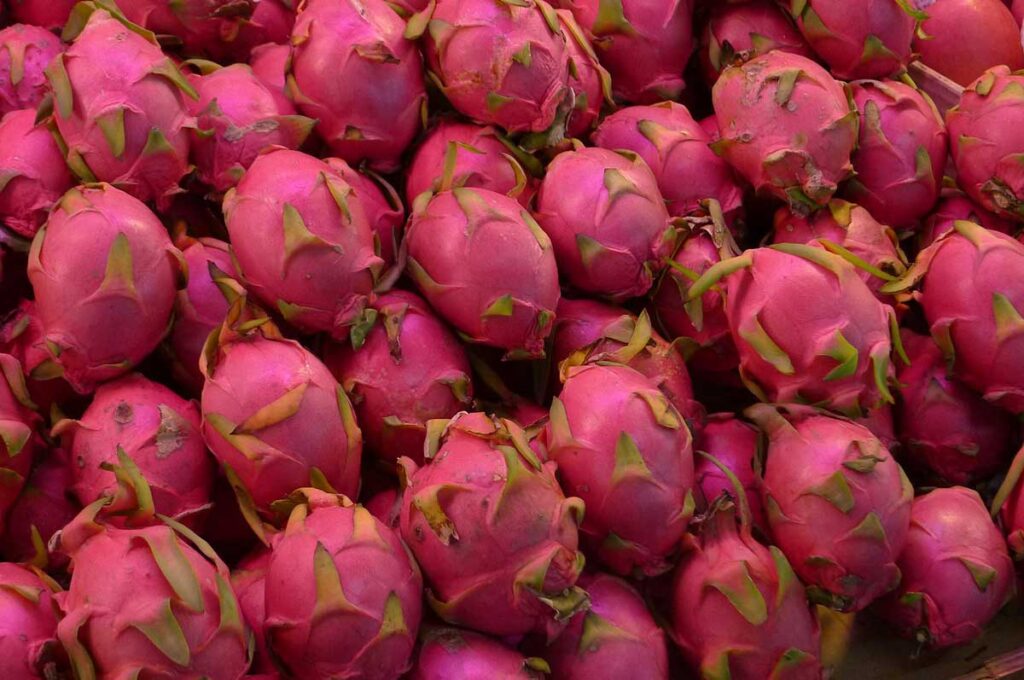7 Fruit Trees You Can Grow in Your Backyard in South Florida - Florida ...