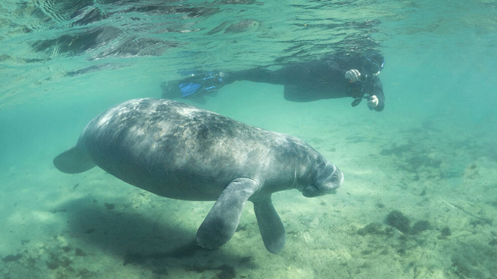 Florida Manatees 12 Best Natural Places for Viewing in the Winter ...