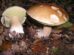 Mushroom Hunting in Florida - Beginner Mycophagy - Florida Smart