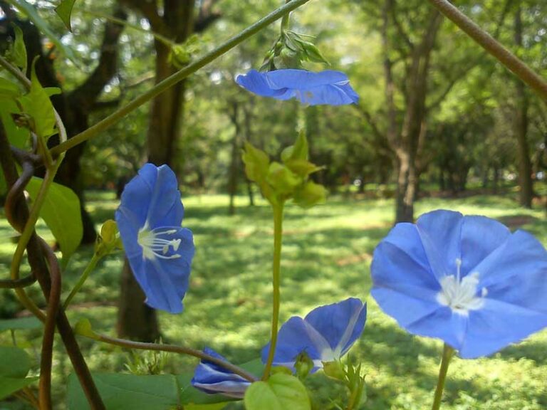 10 Native Florida Flowers for Your Garden - Florida Smart