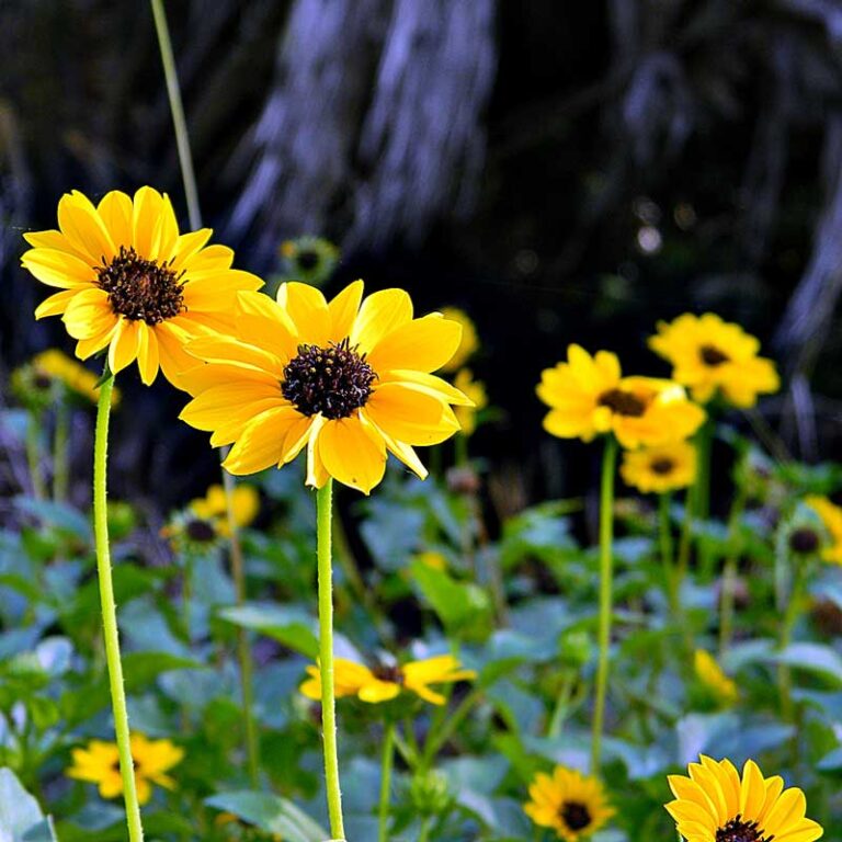 10 Native Florida Flowers for Your Garden - Florida Smart