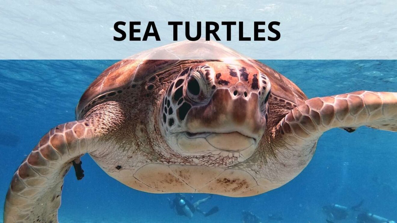#1 Florida Animal & Pet Guide - Florida Smart