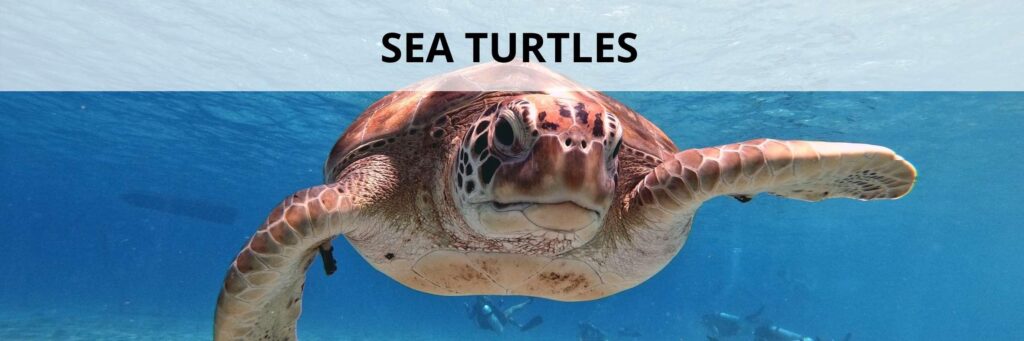Florida Sea Turtles - Florida Smart