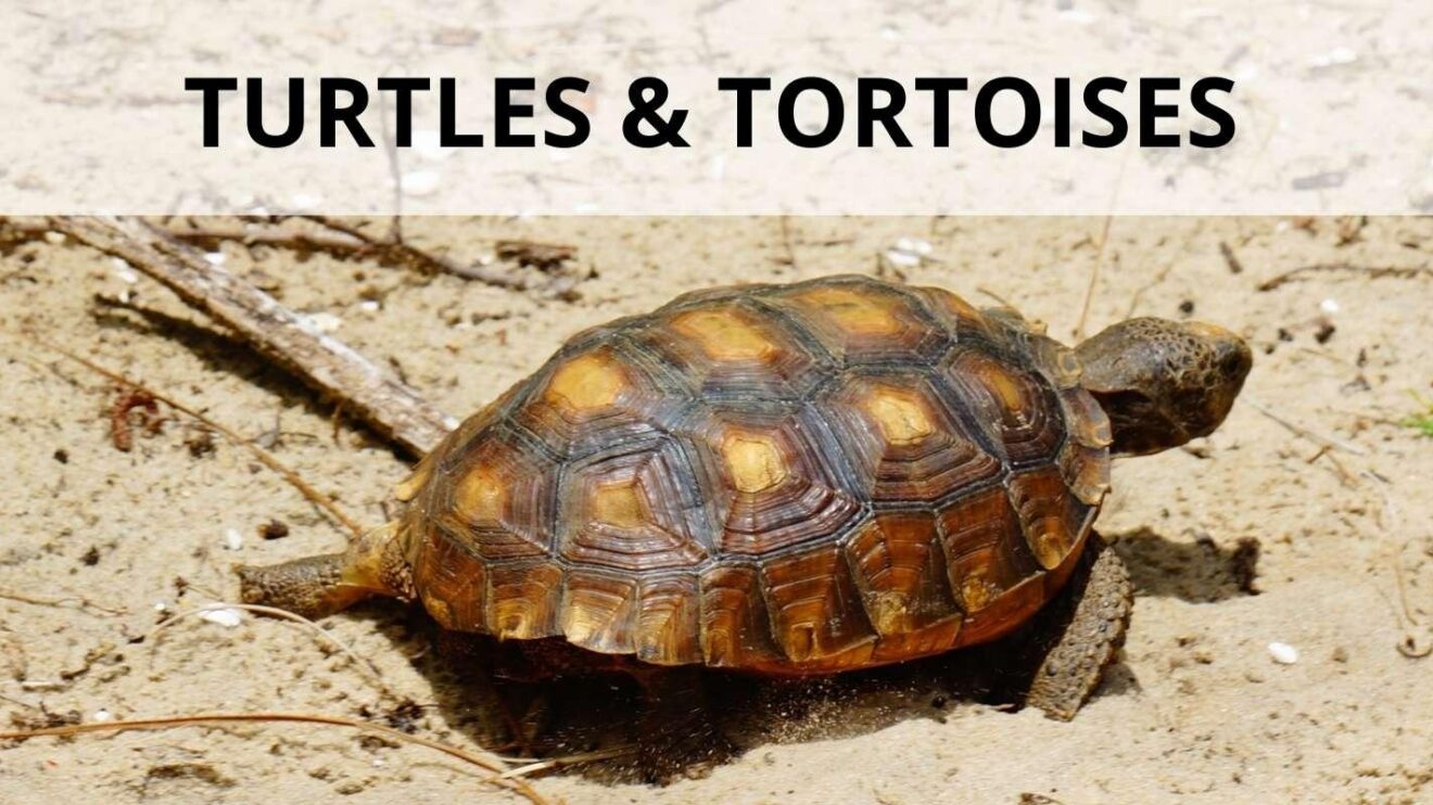Turtles & Tortoises in Florida - Florida Smart