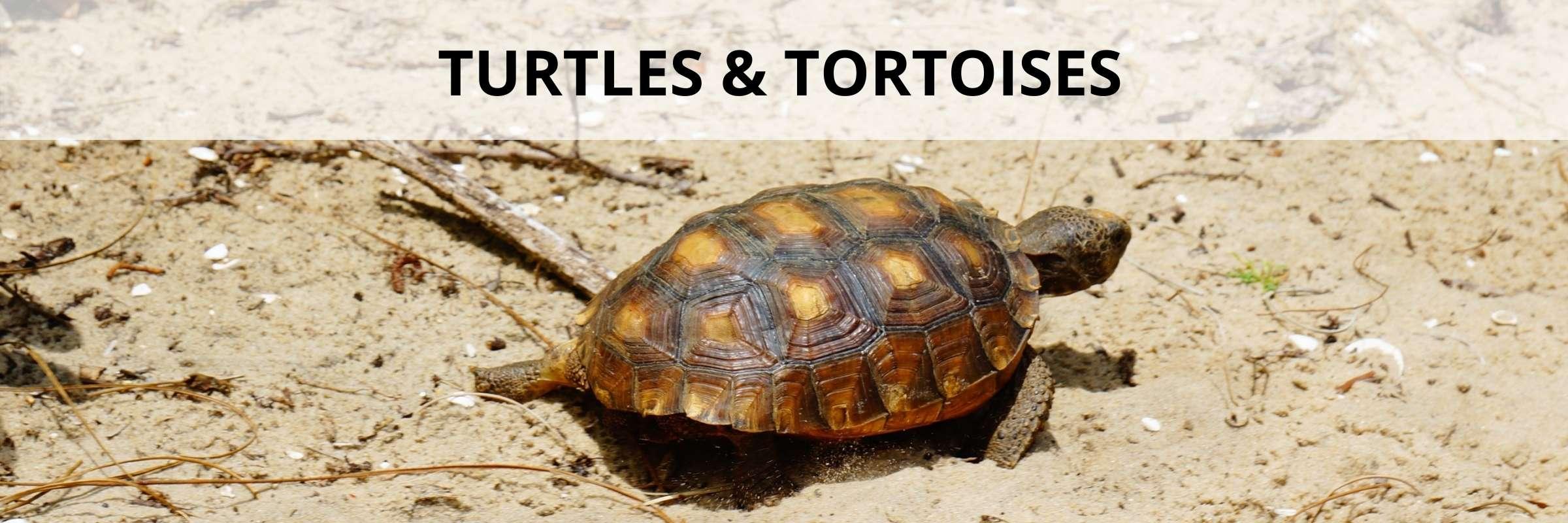 Turtles & Tortoises in Florida - Florida Smart