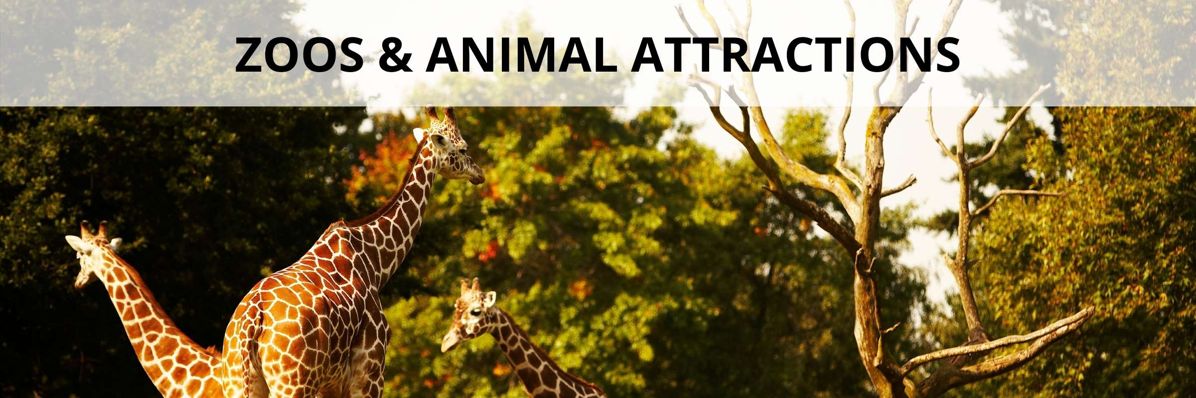 Zoos & Animal Attractions - Florida Smart