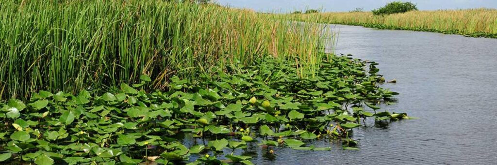 Florida Aquatic Plants - Florida Smart