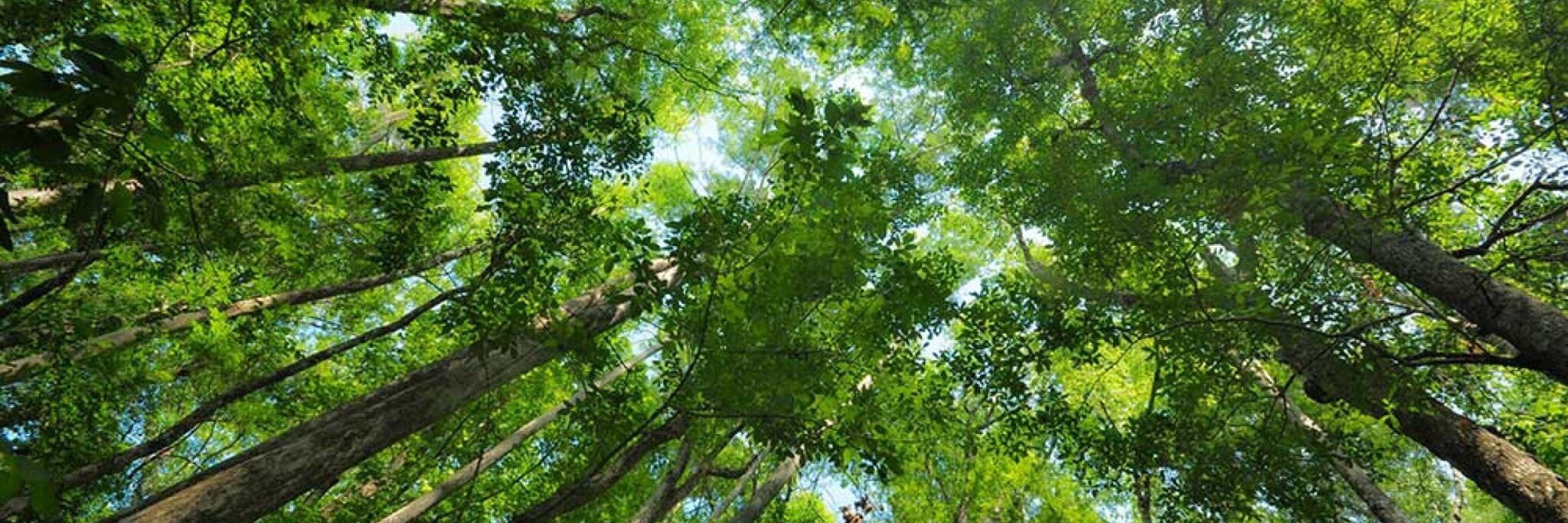 Florida's Forests - Florida Smart