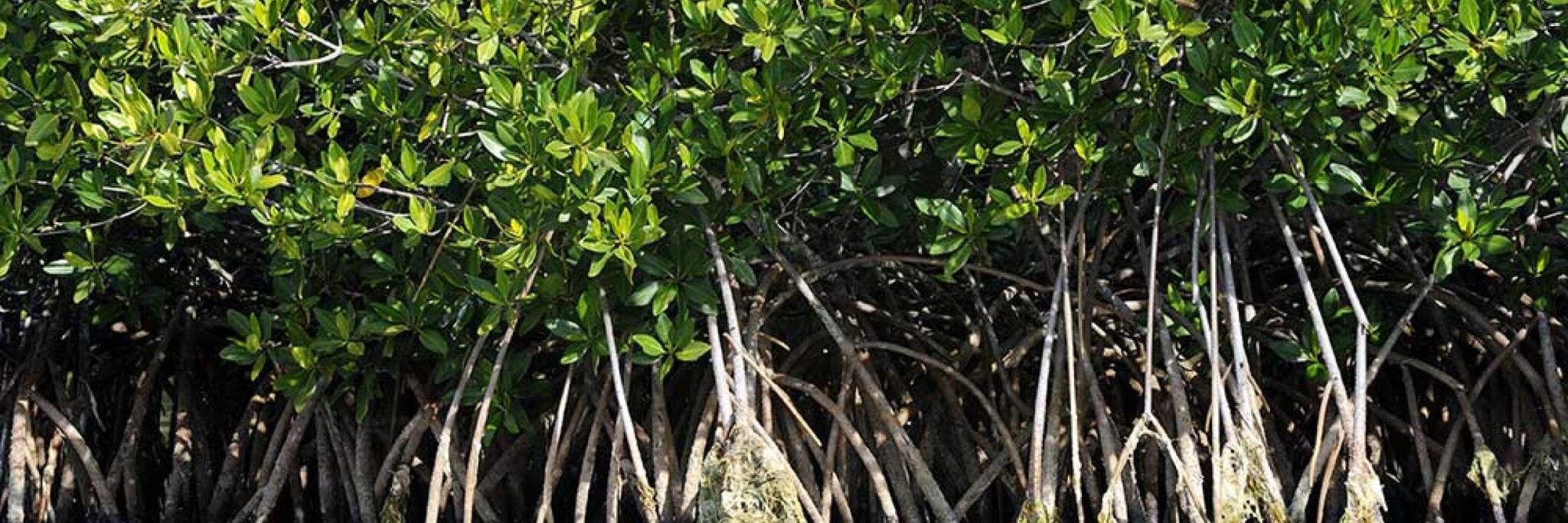 Florida Native Plants - Florida Smart