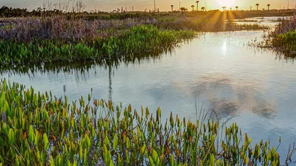 Florida Wetlands - Florida Smart