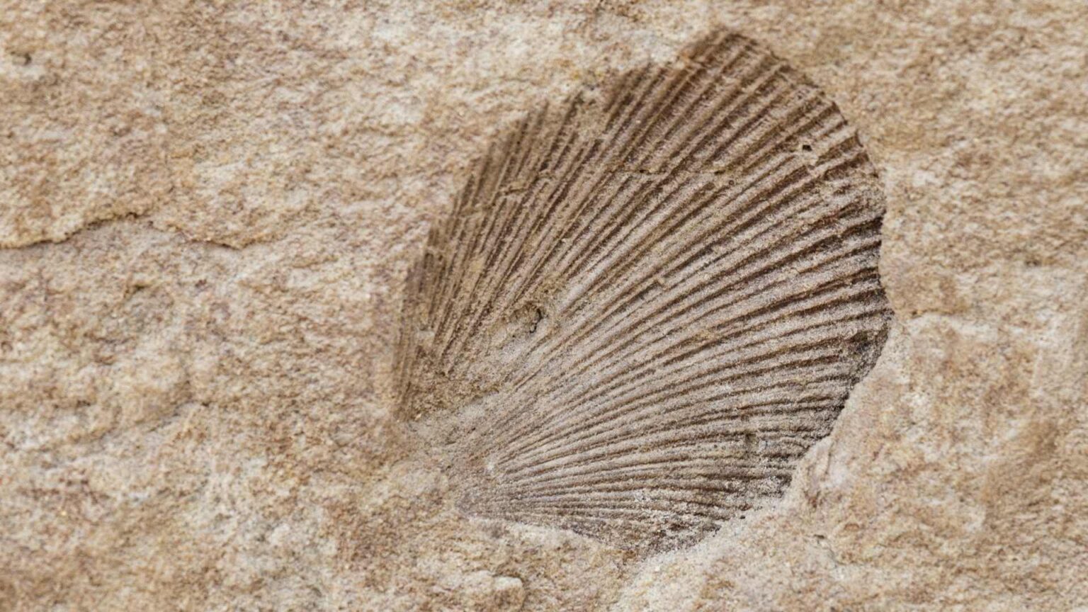 Exploring Florida's Prehistoric Animals - Florida Smart