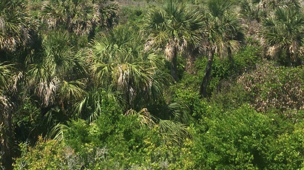 Florida Pinelands, Flats & Prairies - Florida Smart