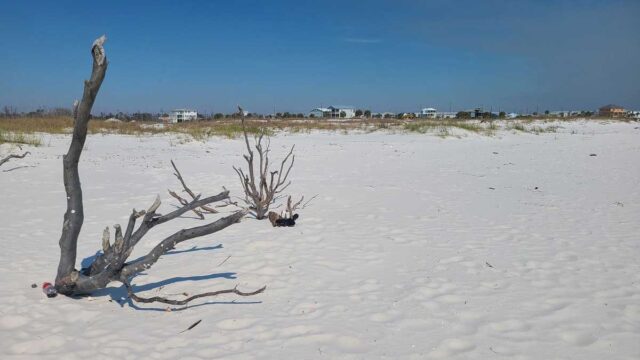 Ultimate Beach Guide to Florida's Forgotten Coast Beaches - Florida Smart