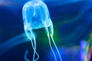 Jellyfish in Florida - Florida Smart