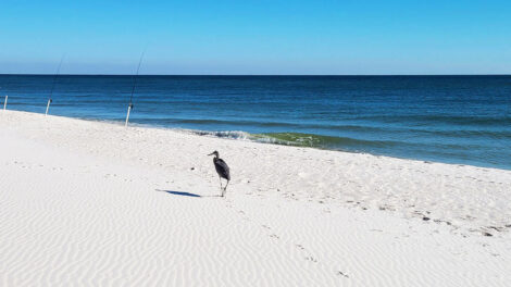 Ultimate Beach Guide to Perdido Key Florida Beaches - Florida Smart