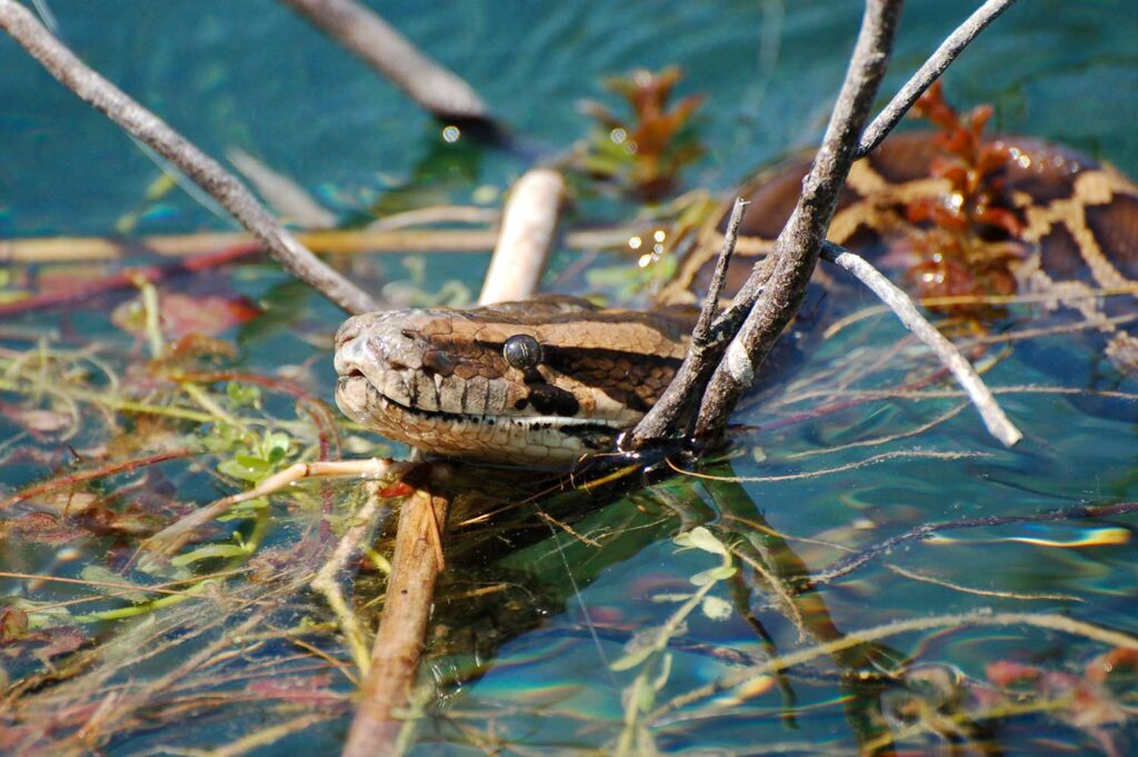 Florida Everglades' Epic Battle for the Top Predator in the Wetlands ...