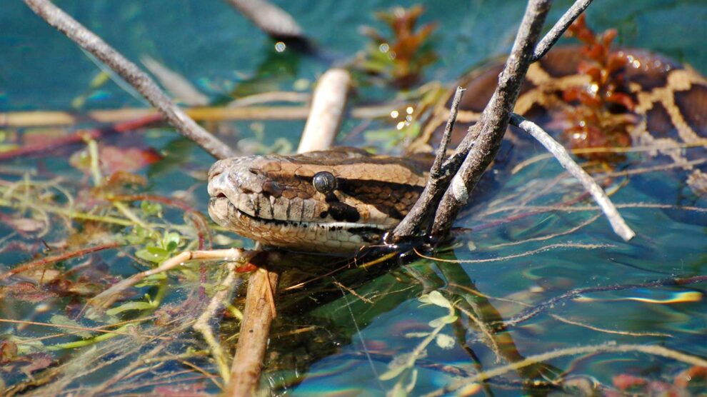 Florida Everglades' Epic Battle for the Top Predator in the Wetlands ...