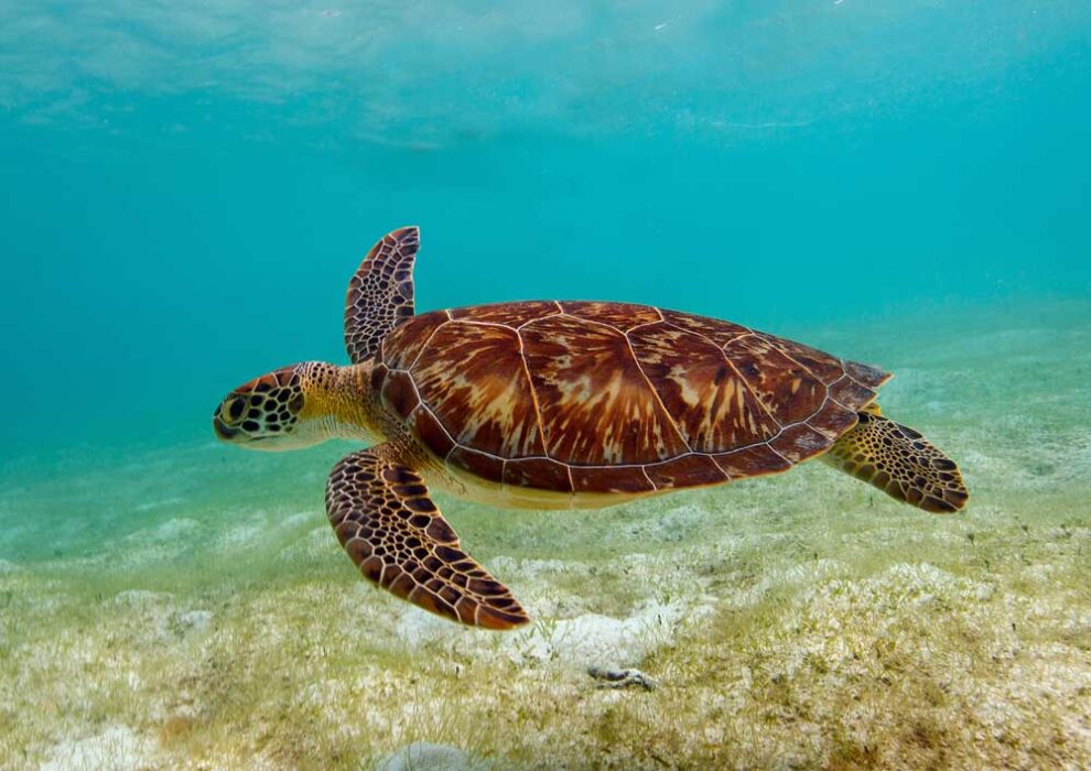 Florida Sea Turtles - Florida Smart