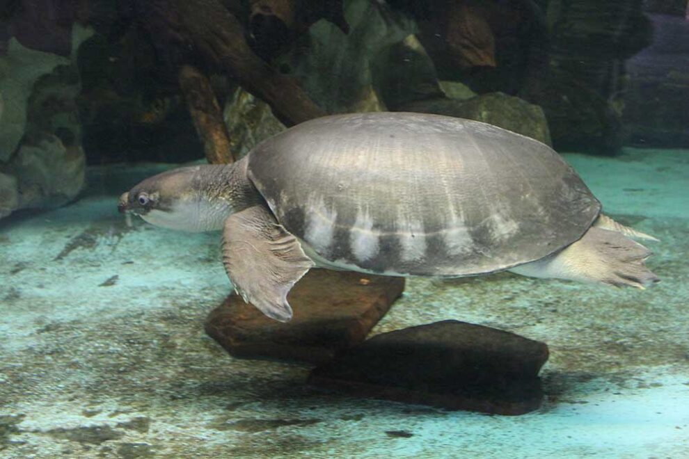 Florida Sea Turtles - Florida Smart