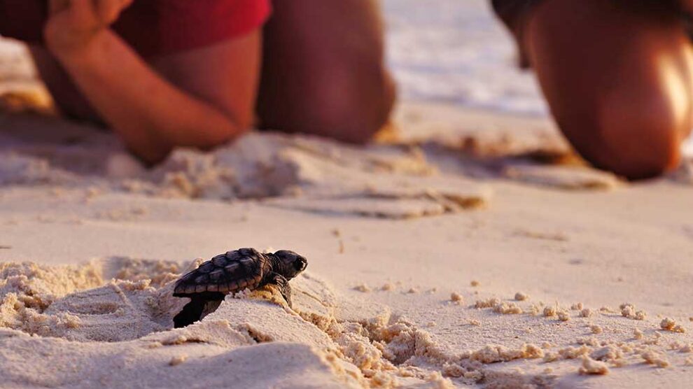 Sea Turtle Nesting Season in Florida - Florida Smart