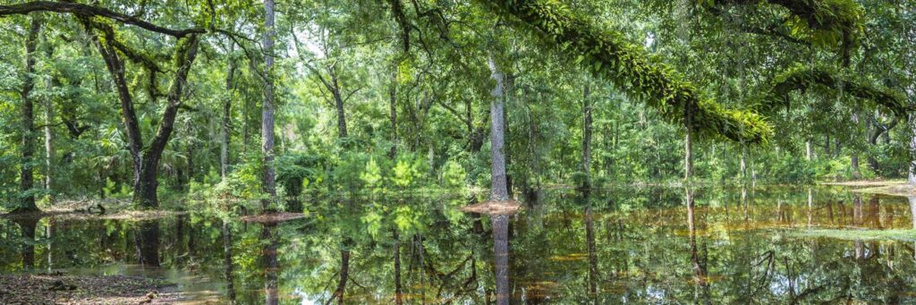 Florida Swamps - Florida Smart