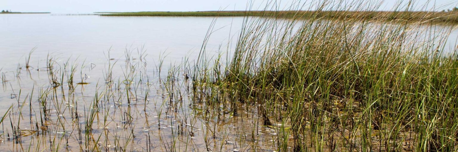 Florida Estuaries - Marshes, Mangroves, Lagoons and Bays - Florida Smart