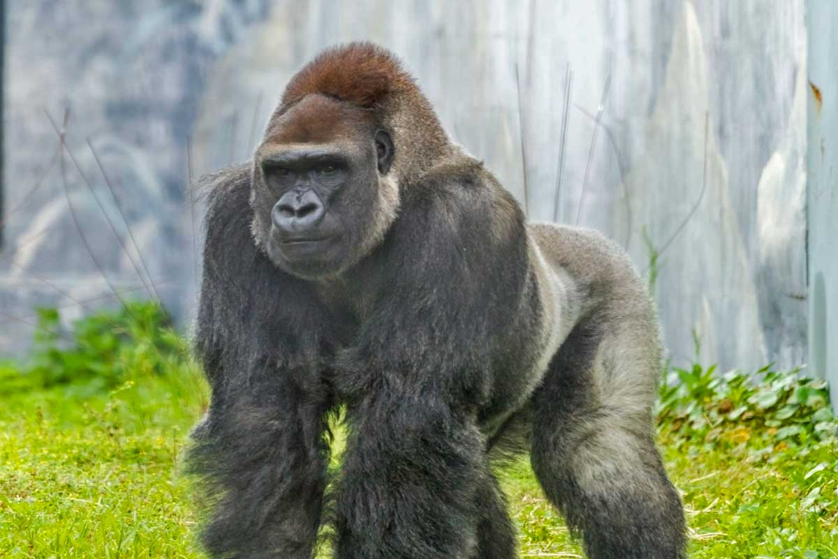 Jacksonville Zoo - Florida Smart