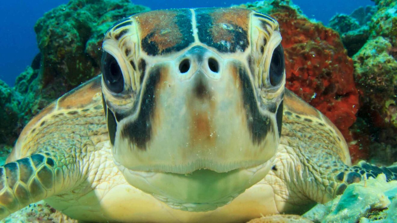 Animal Themed Festivals in Florida - Florida Smart