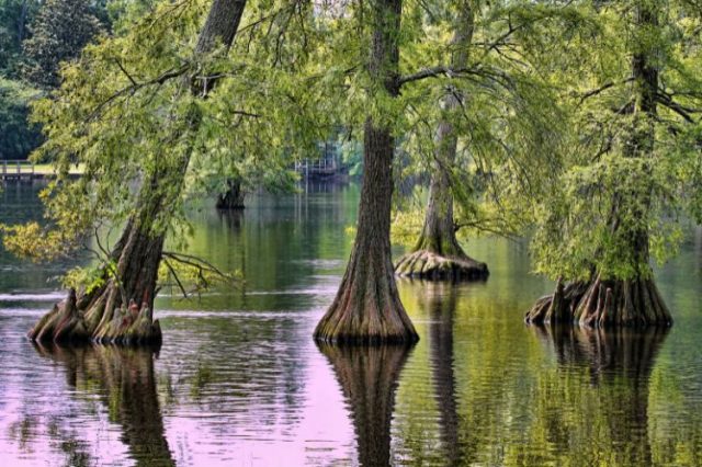 Florida's Marvelous Trees: The True Beauty of Florida - Florida Smart