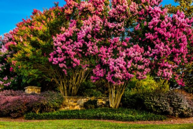 Florida's Marvelous Trees: The True Beauty of Florida - Florida Smart