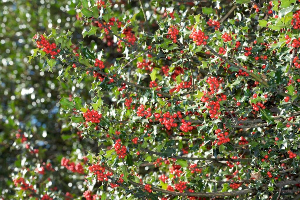 Florida's Marvelous Trees: The True Beauty of Florida - Florida Smart