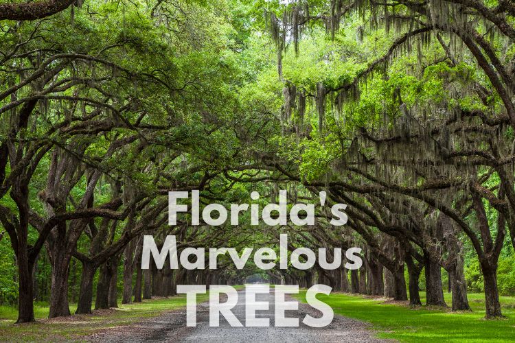 Florida Trees - Florida Smart