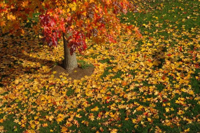 Florida's Marvelous Trees: The True Beauty of Florida - Florida Smart