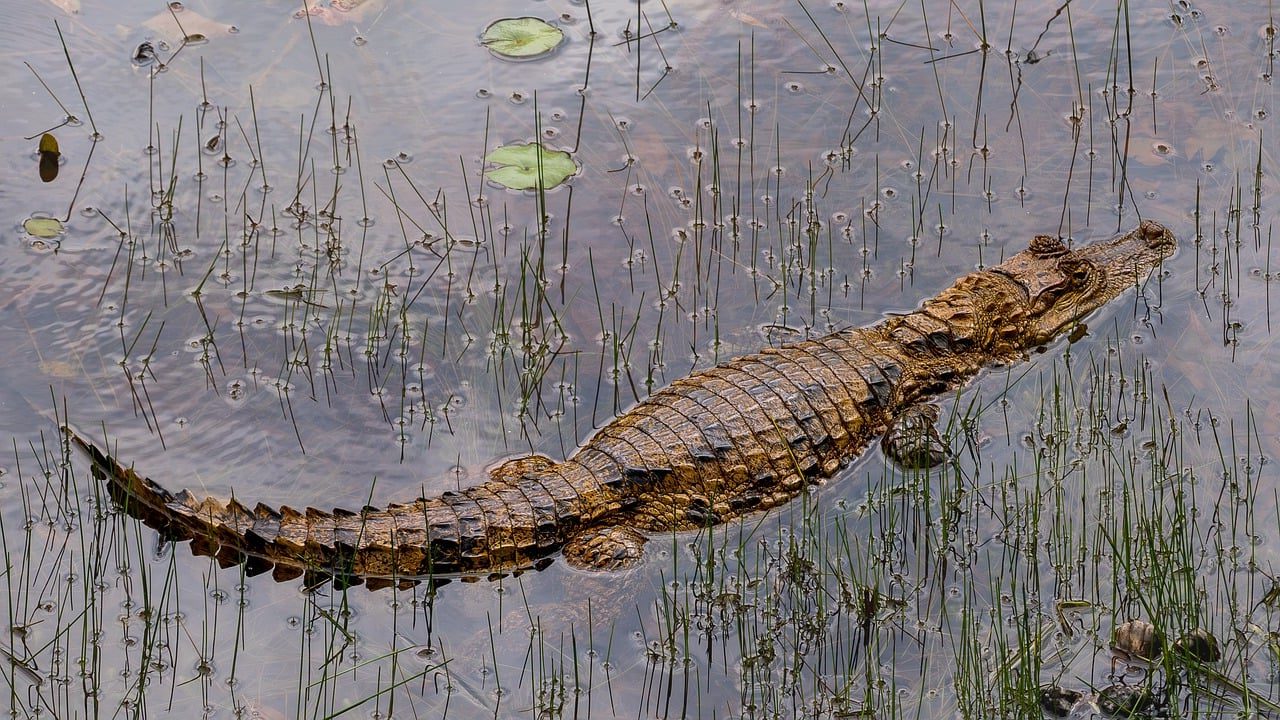 Florida's Fascinating Crocodilian Tapestry: A Guide to Alligators ...